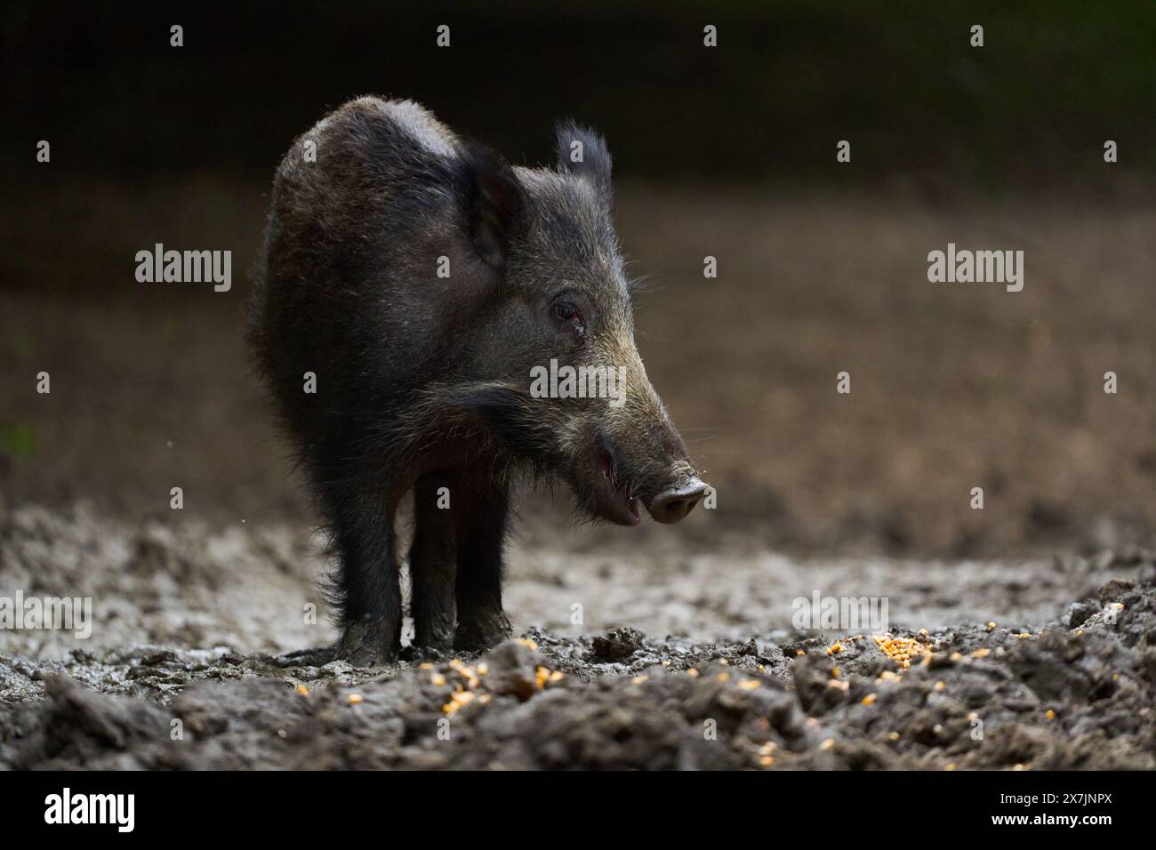 Juvenile wild hog (feral pig) portrait in the forest, while foraging ...
