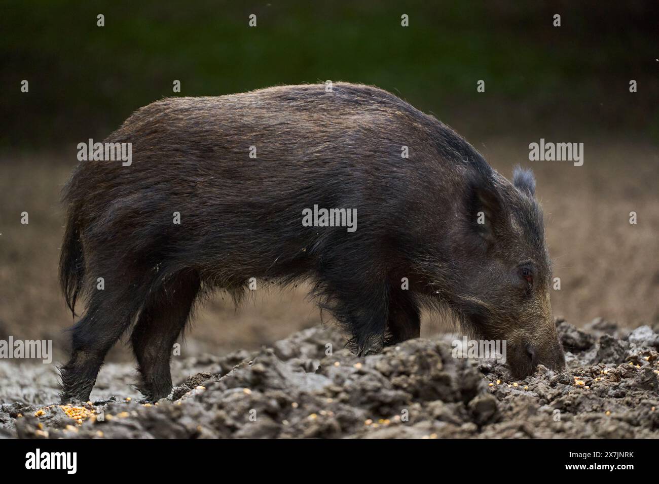 Juvenile wild hog (feral pig) portrait in the forest, while foraging ...