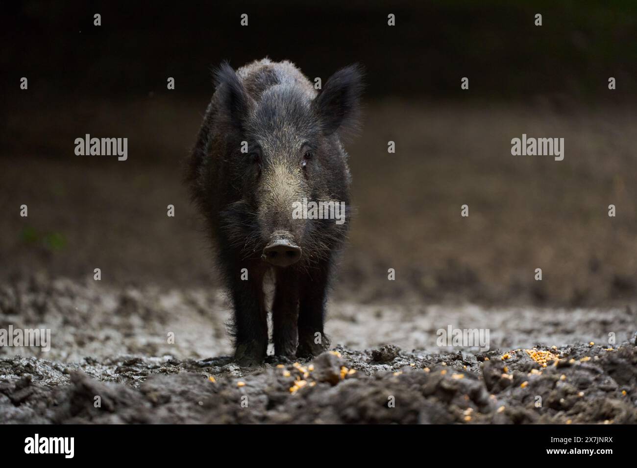 Juvenile wild hog (feral pig) portrait in the forest, while foraging ...