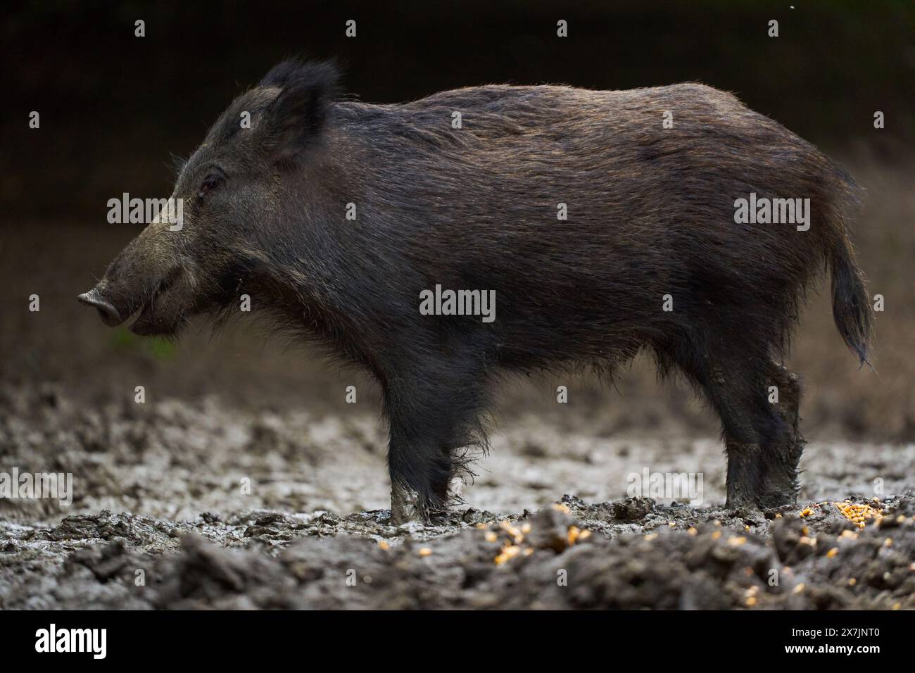 Juvenile wild hog (feral pig) portrait in the forest, while foraging ...