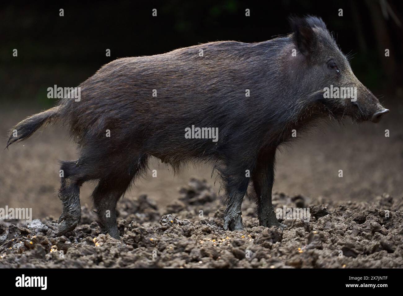 Juvenile wild hog (feral pig) portrait in the forest, while foraging ...