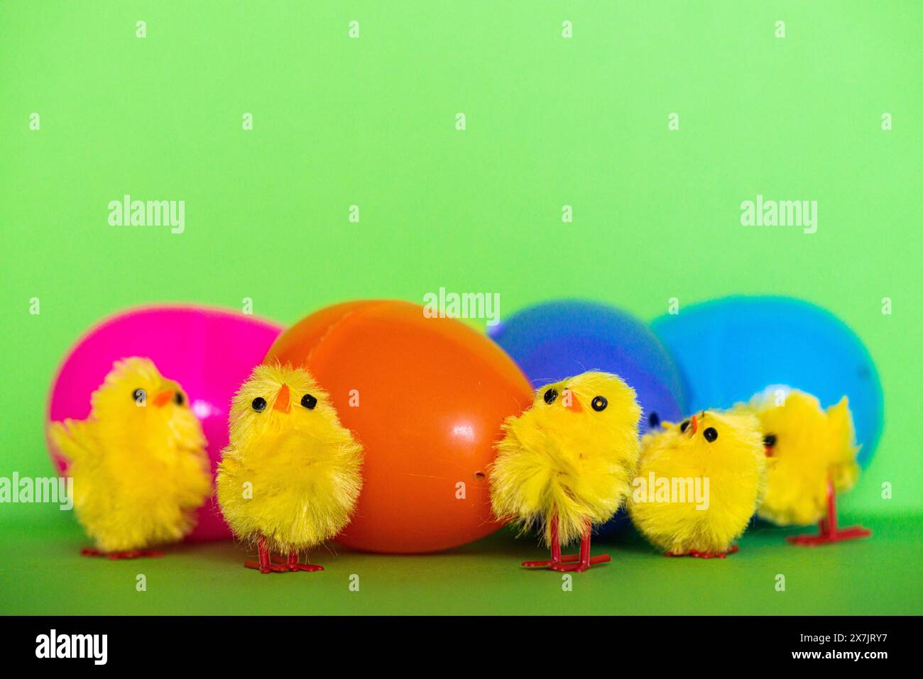 Fluffy chicks with easter eggs hi-res stock photography and images - Alamy