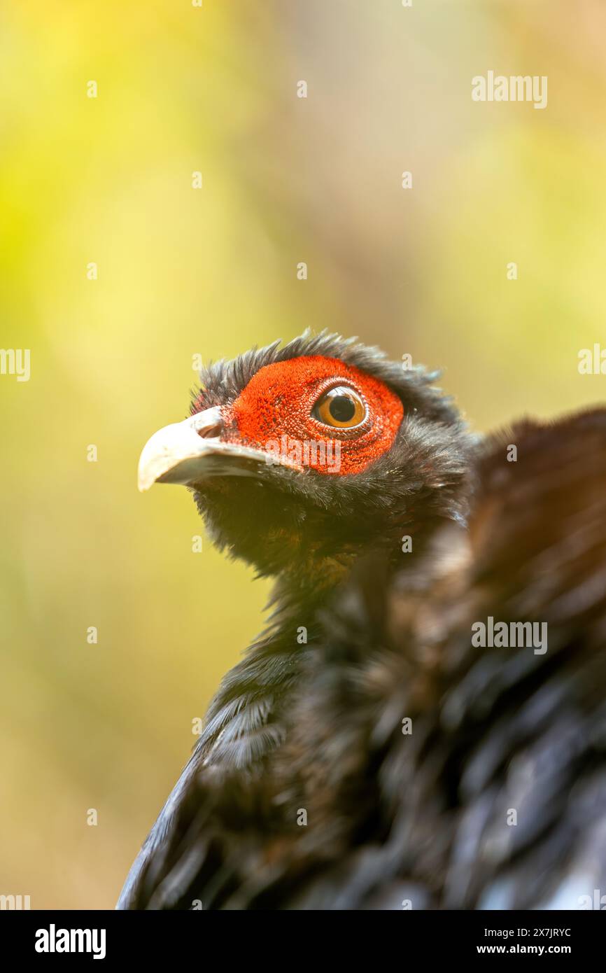 The Kalij Pheasant, native to the Himalayas, feeds on seeds, insects ...