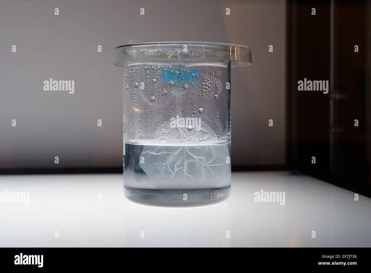 A discolored plant leaf observed in a test tube filled with liquid ...