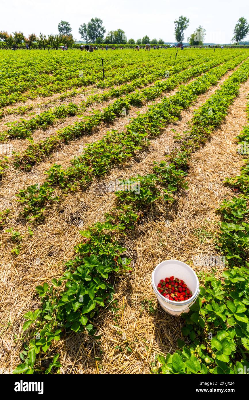 Pick hungary hi-res stock photography and images - Alamy