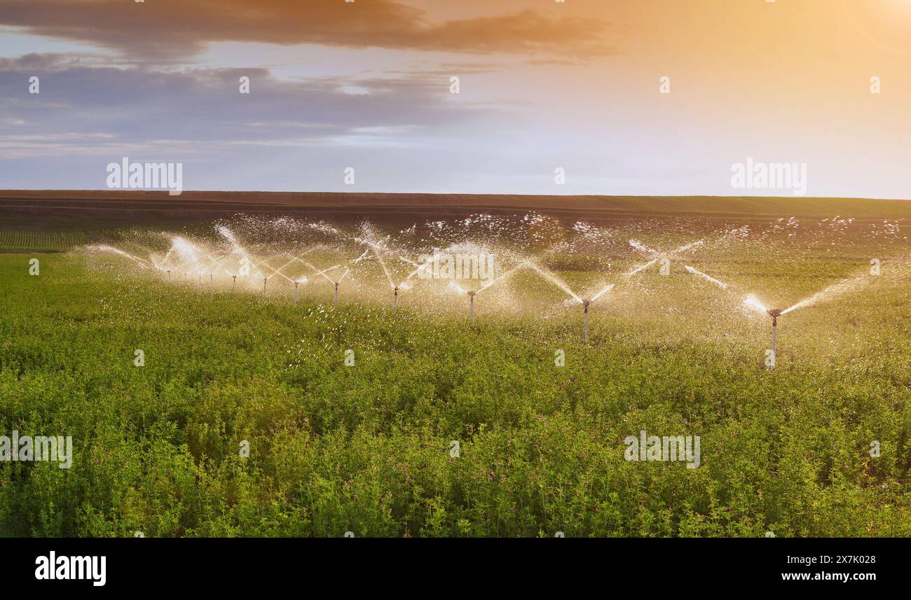 Irrigation system on alfalfa crop under sunset light hi-res stock ...