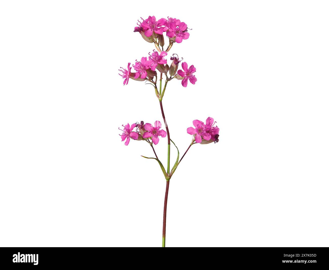 Pink flower of the sticky catchfly or clammy campion, Silene Viscaria ...