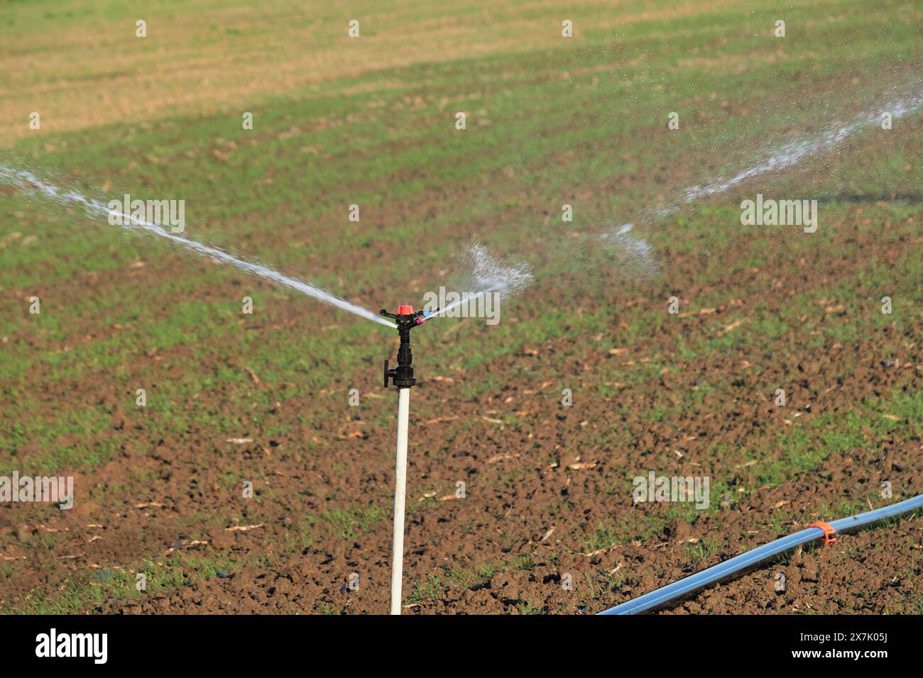 Irrigation system with sprinkler on new crop field Stock Photo - Alamy