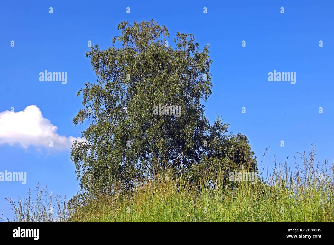 Alte Birken in der Landschaft Der kräftige Stamm einer über 40-jährigen ...