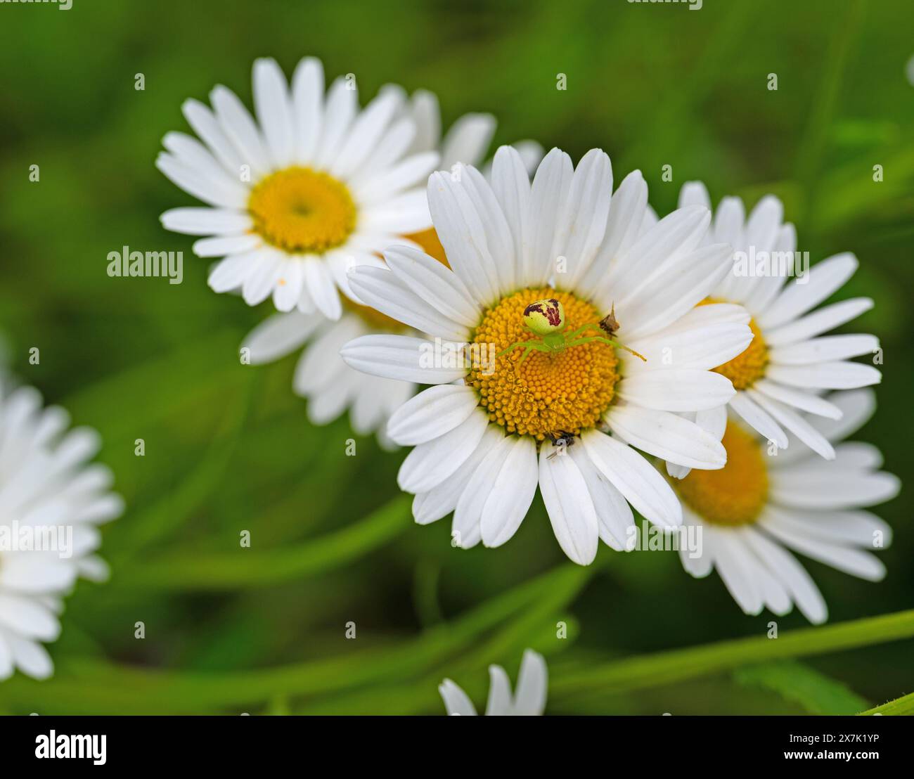 Daisy flower with a crab spider in a close-up Stock Photo - Alamy
