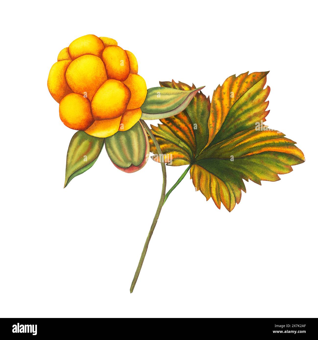 Watercolor hand drawn orange cloud berry branch with leaf. Botanical ...