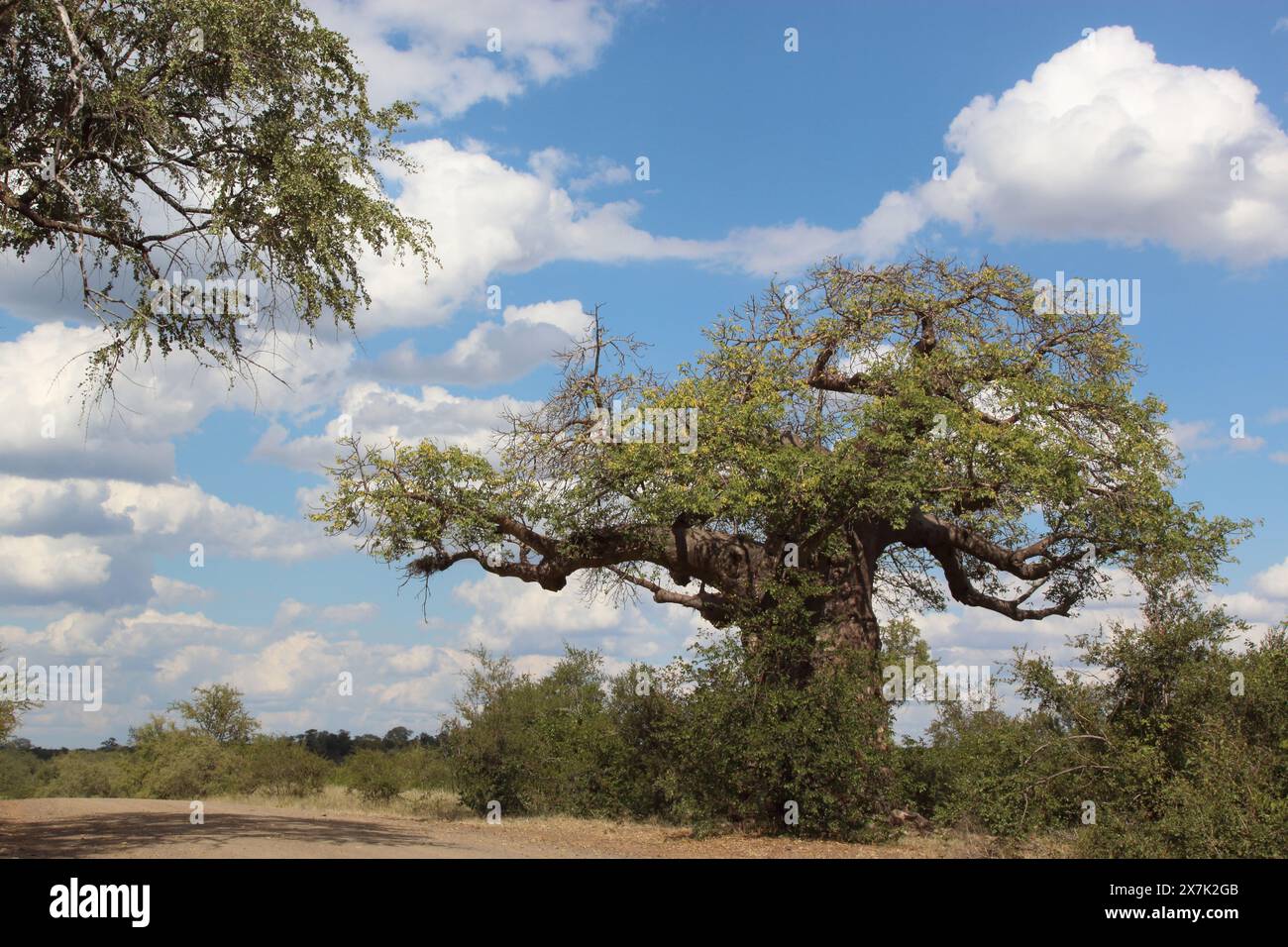 Afrikanischer affenbrotbaum hi-res stock photography and images - Alamy