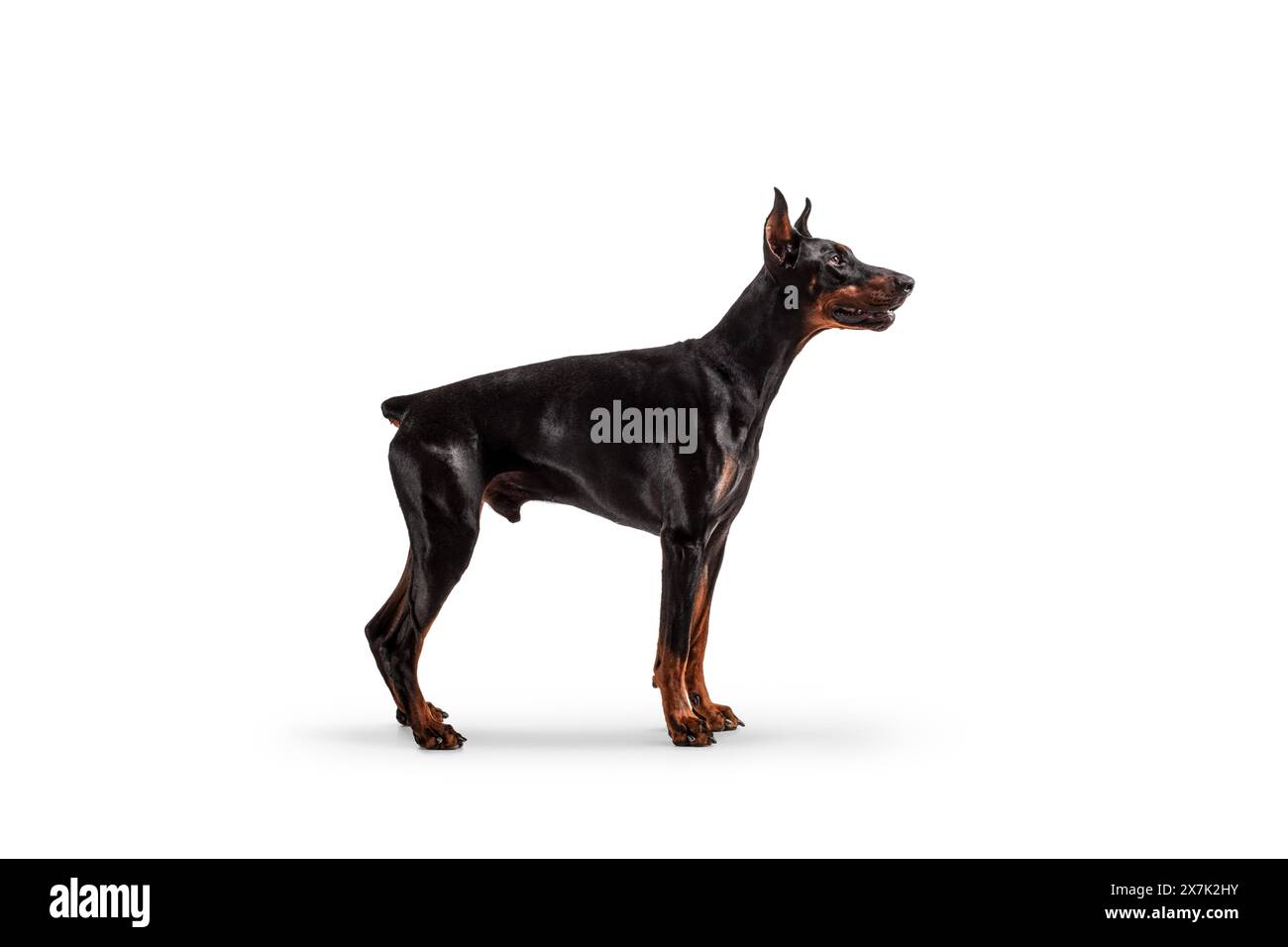 Doberman pinscher dog standing isolated on white background Stock Photo ...