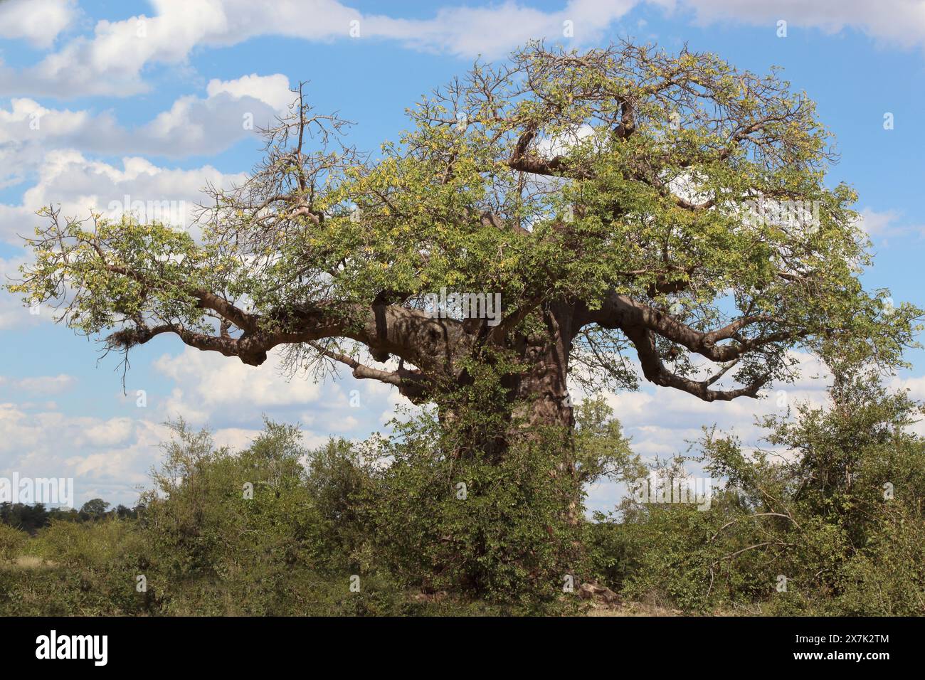 Afrikanischer affenbrotbaum hi-res stock photography and images - Alamy