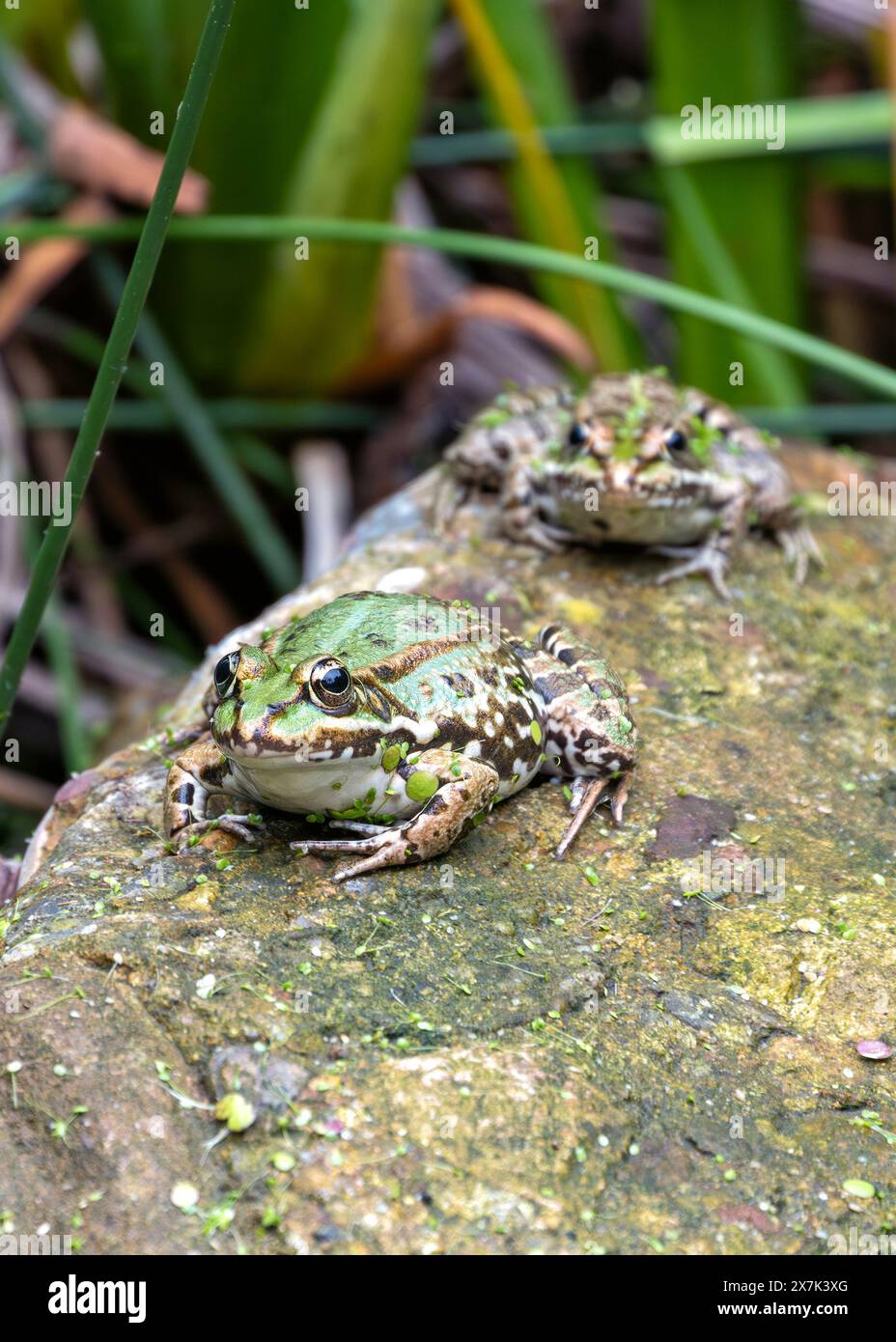The Marsh Frog, native to Europe and Western Asia, feeds on insects and ...