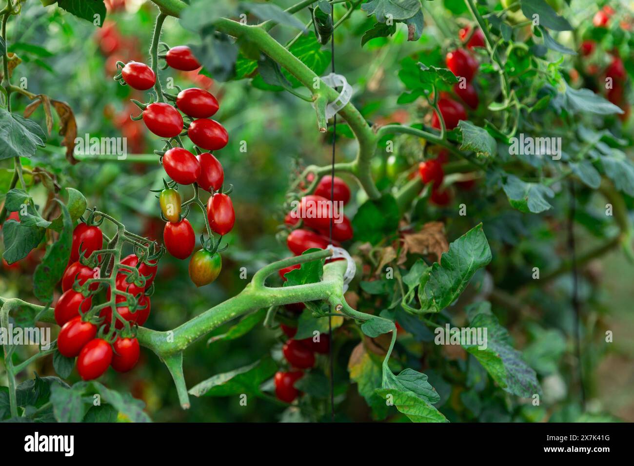 Red grape tomatoes ripening on bushes in greenhouse Stock Photo - Alamy