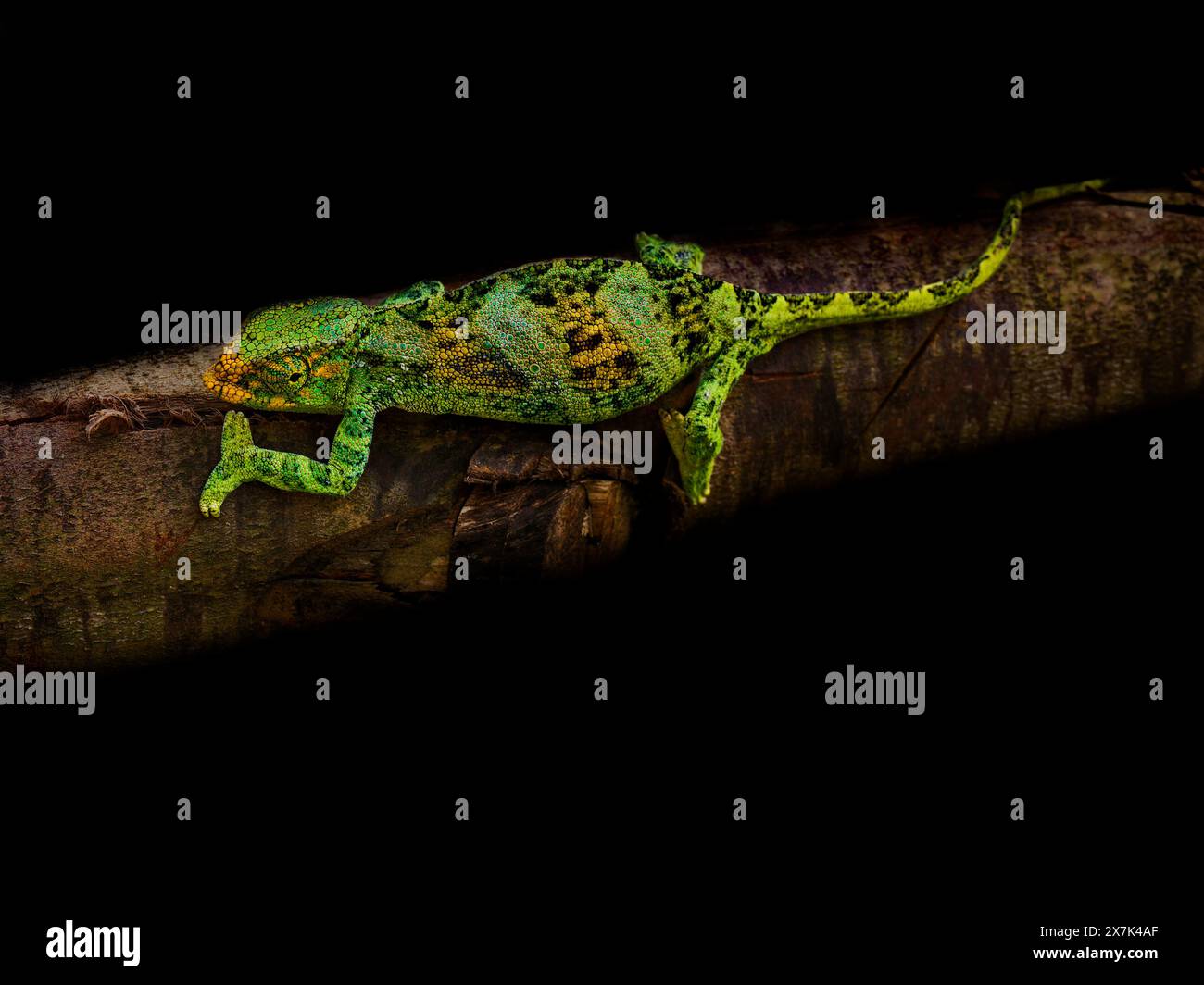 Jacksons three horned chameleon trioceros jacksonii hi-res stock ...