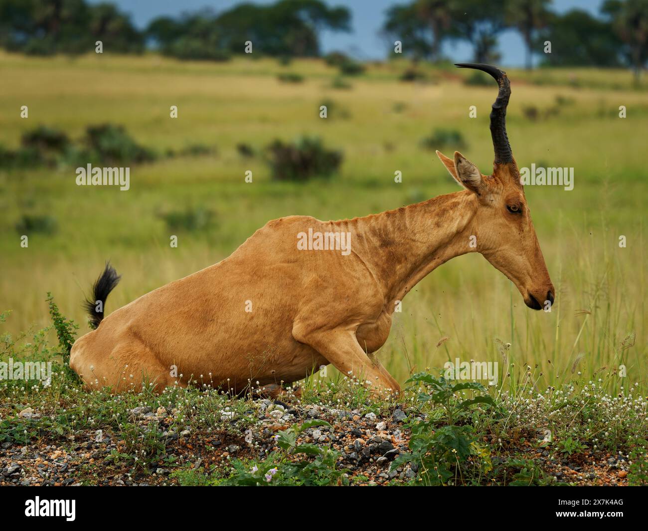 Lelwel hartebeest - Alcelaphus buselaphus lelwel also Jacksons ...