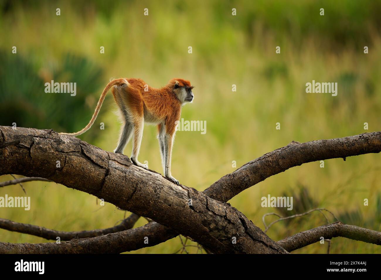 Common patas monkey - Erythrocebus patas also hussar monkey, ground ...