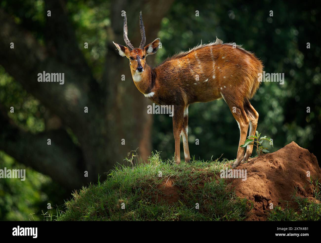 Cape bushbuck - Tragelaphus sylvaticus also imbabala, medium-sized ...