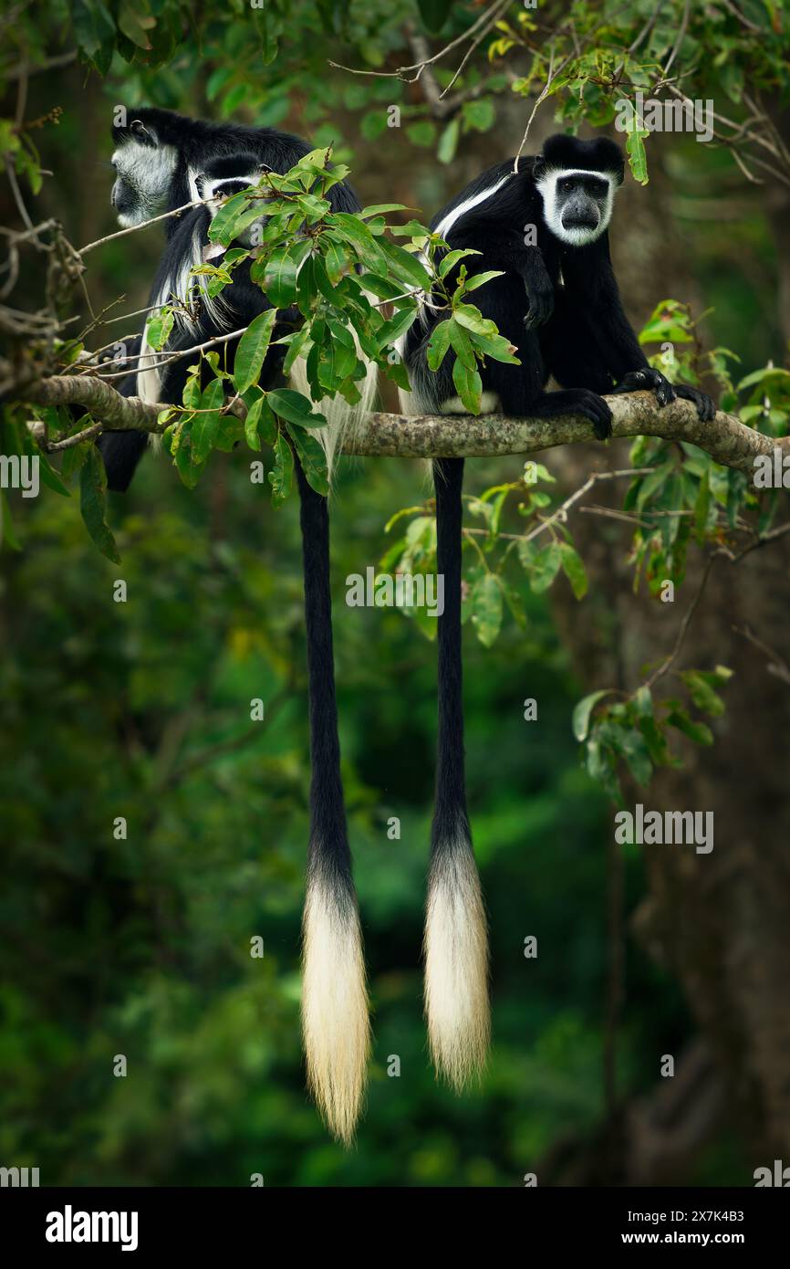 Black-and-white colobus or colobi - Colobus guereza, monkey native to ...