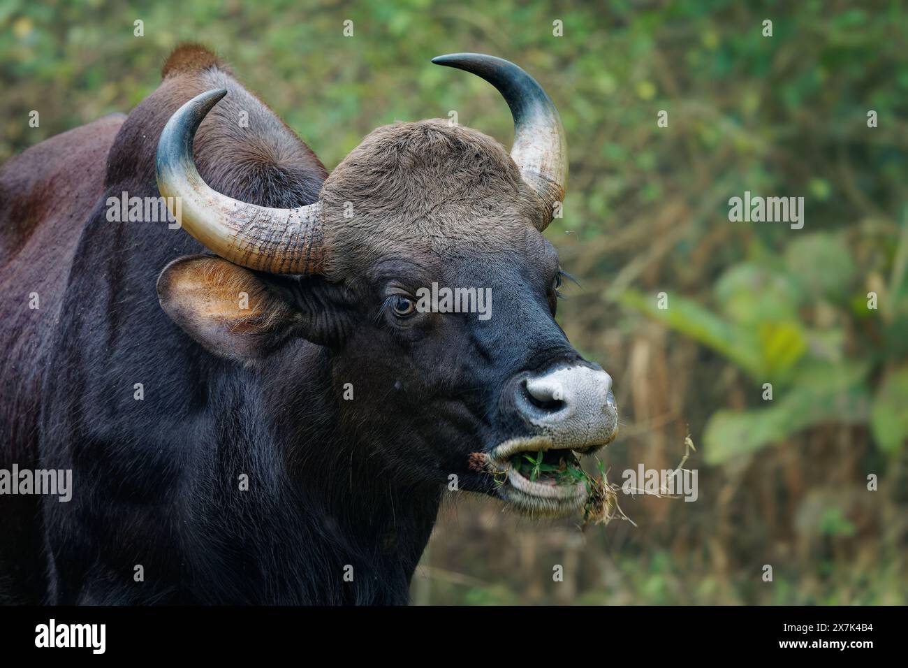 The gaur - Bos gaurus, also Indian bison, portrait on a green ...