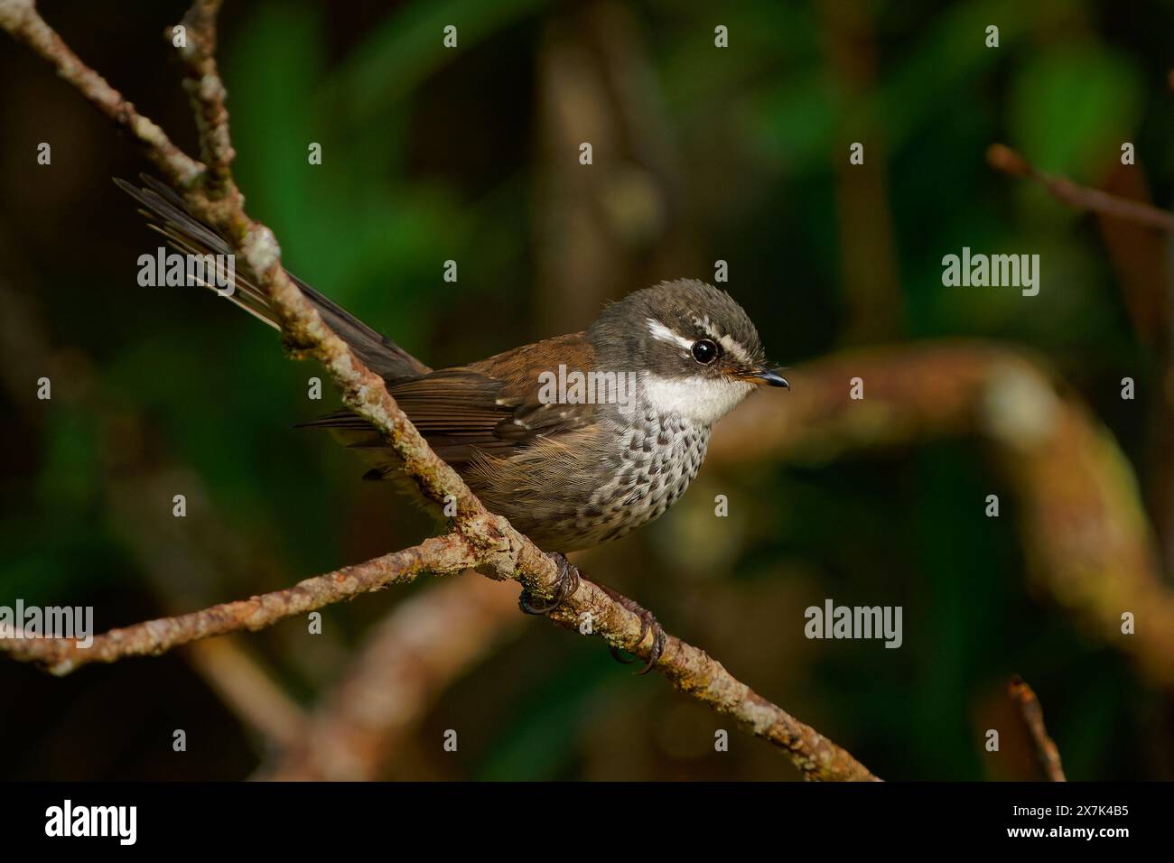 Native bird of fiji hi-res stock photography and images - Alamy