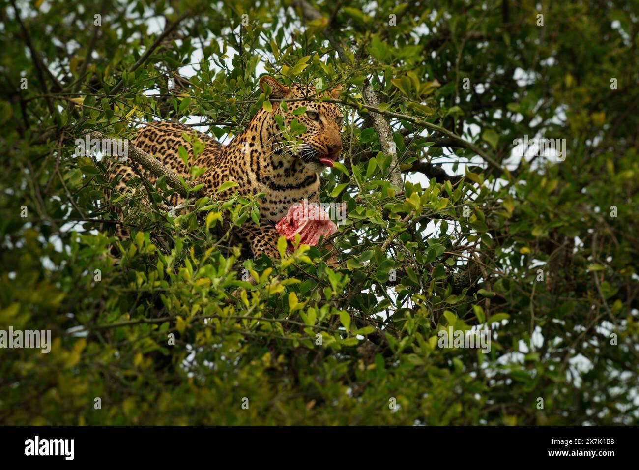 Leopard - Panthera pardus, big spotted yellow cat in Africa, genus ...