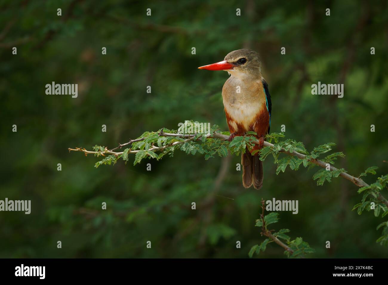 Birds of cape verde islands hi-res stock photography and images - Alamy