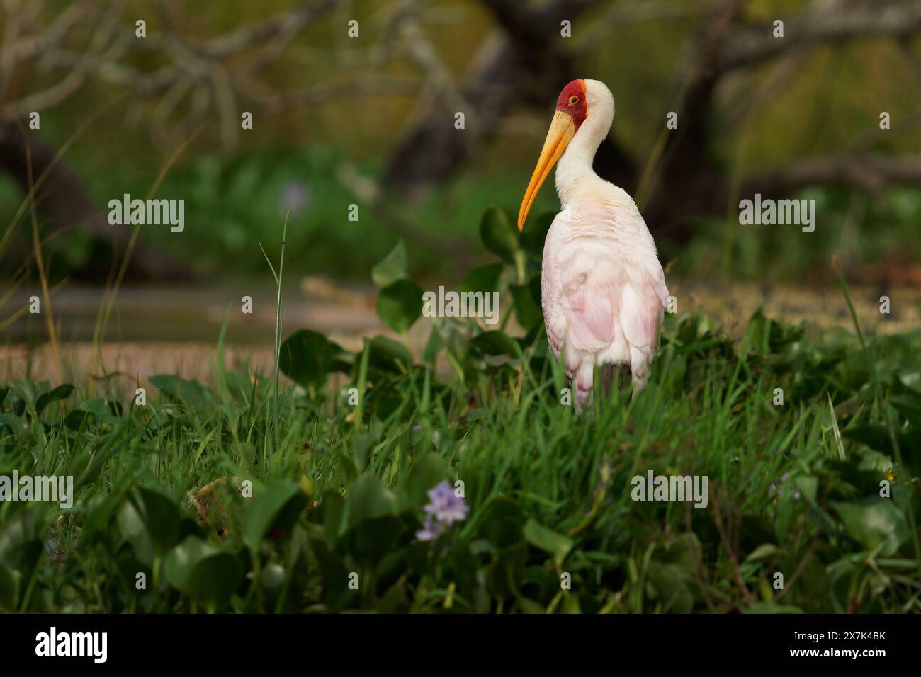 Yellow-billed Stork - Mycteria ibis also wood stork or ibis, large ...