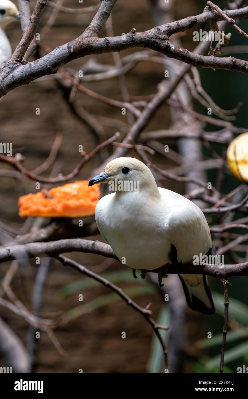 The Pied Imperial Pigeon, native to Southeast Asia and Northern ...