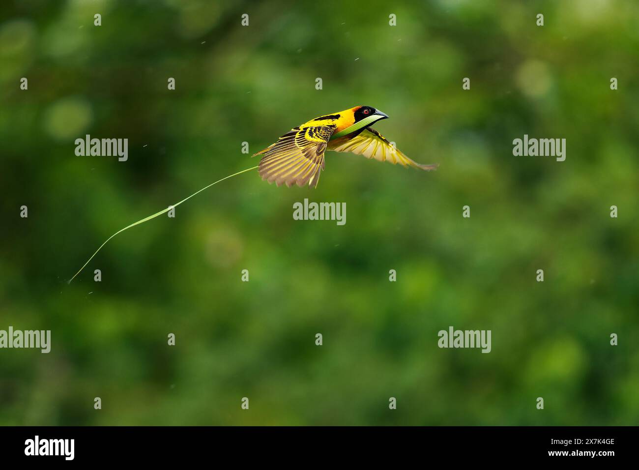 Village Weaver - Ploceus cucullatus also Spotted-backed or Black-headed weaver, yellow bird in ...