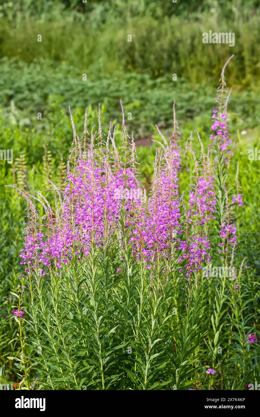 Flowering fireweed. Chamaenerion angustifolium medical plant Stock Photo - Alamy
