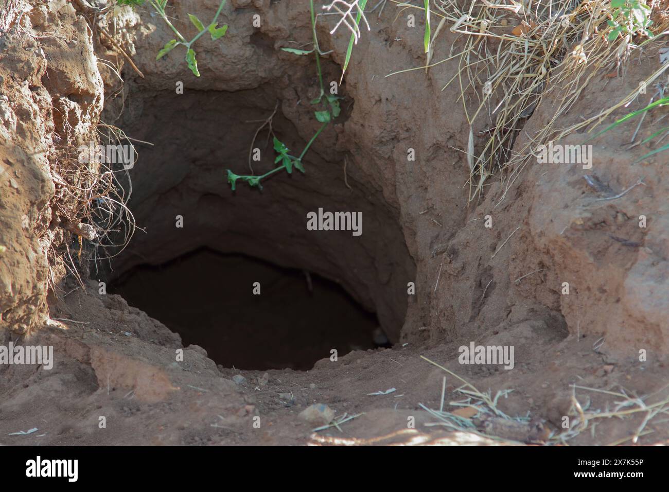 Krüger Park - Afrikanischer Busch - Tierbau / Kruger Park - African ...