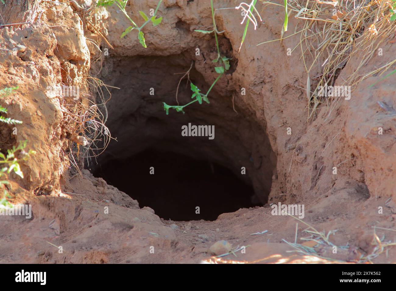 Krüger Park - Afrikanischer Busch - Tierbau / Kruger Park - African ...