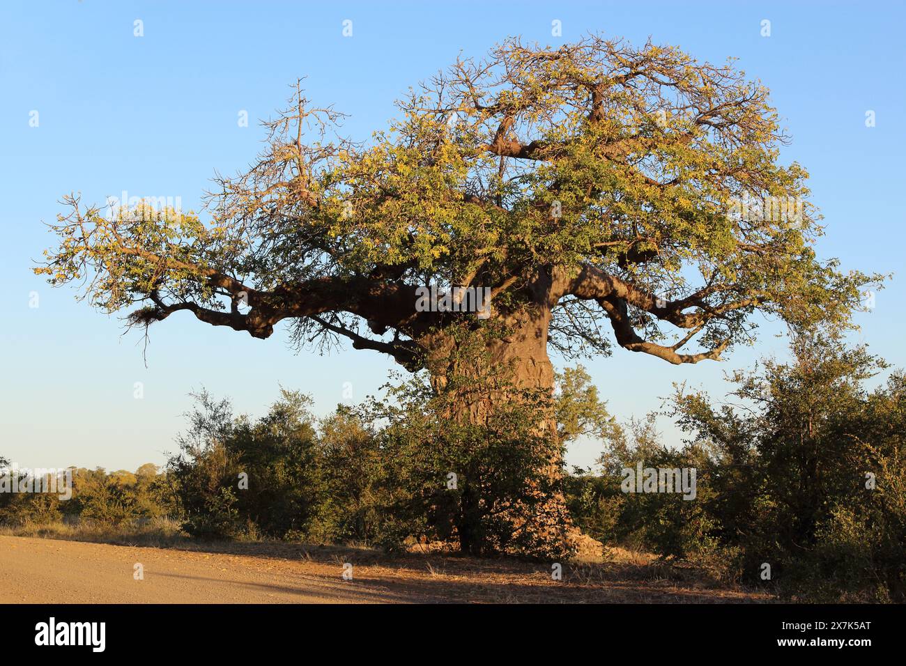 Afrikanischer affenbrotbaum hi-res stock photography and images - Alamy