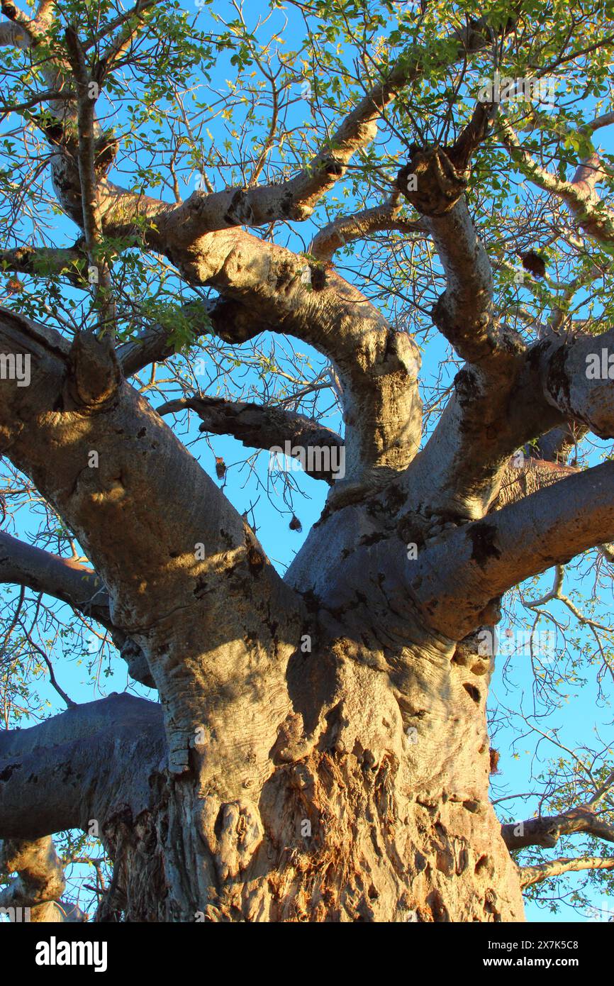 Afrikanischer affenbrotbaum hi-res stock photography and images - Alamy