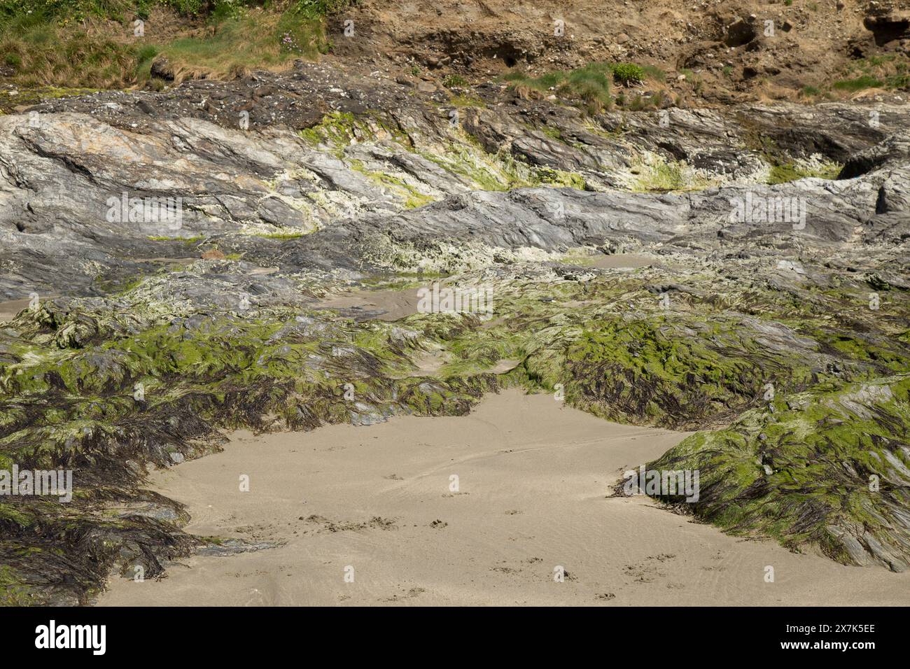 Pendower beach cornwall hi-res stock photography and images - Alamy