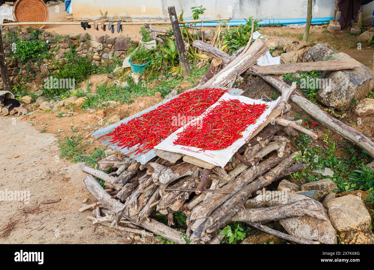 Bright red chillies laid out to dry in the sun in a Lahu village at ...