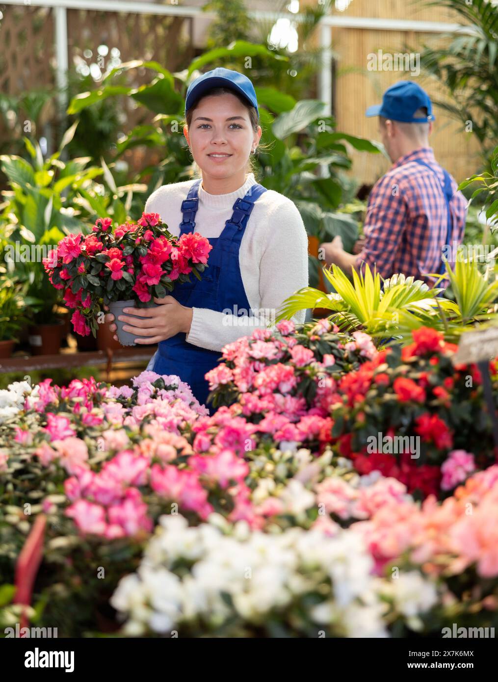 Female gardener arranging potted Azalea for market and wearing ...