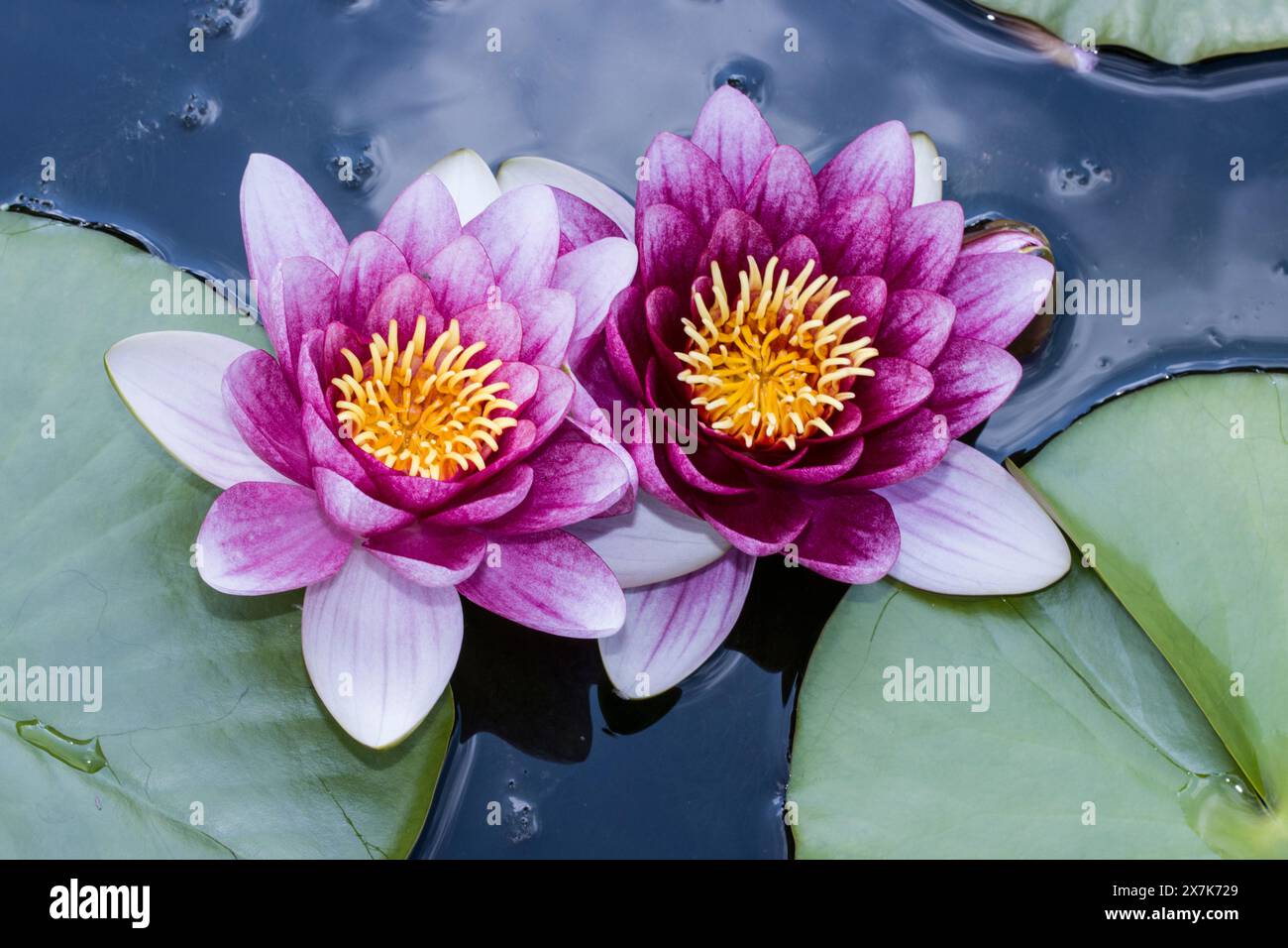 rote Seerosen (Nymphaea-Hybride) im Gartenteich Stock Photo - Alamy
