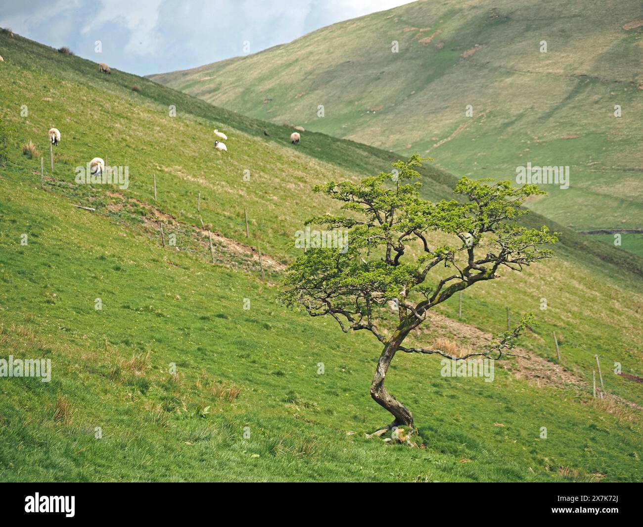iconic craggy windswept Hawthorn tree (Crataegus monogyna) in upland ...