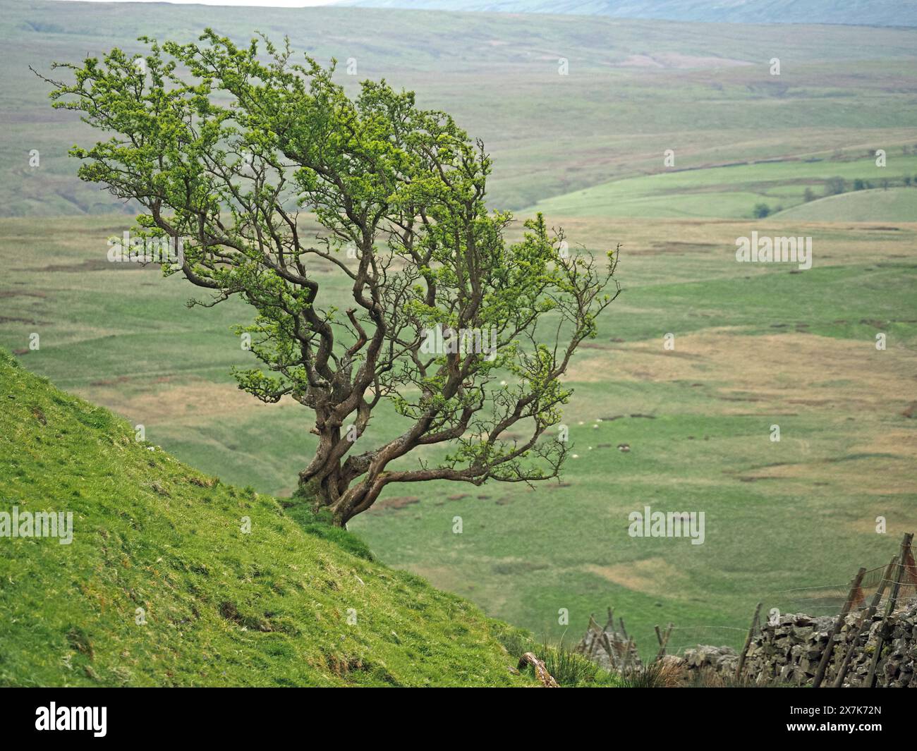 iconic craggy windswept Hawthorn tree (Crataegus monogyna) in upland ...
