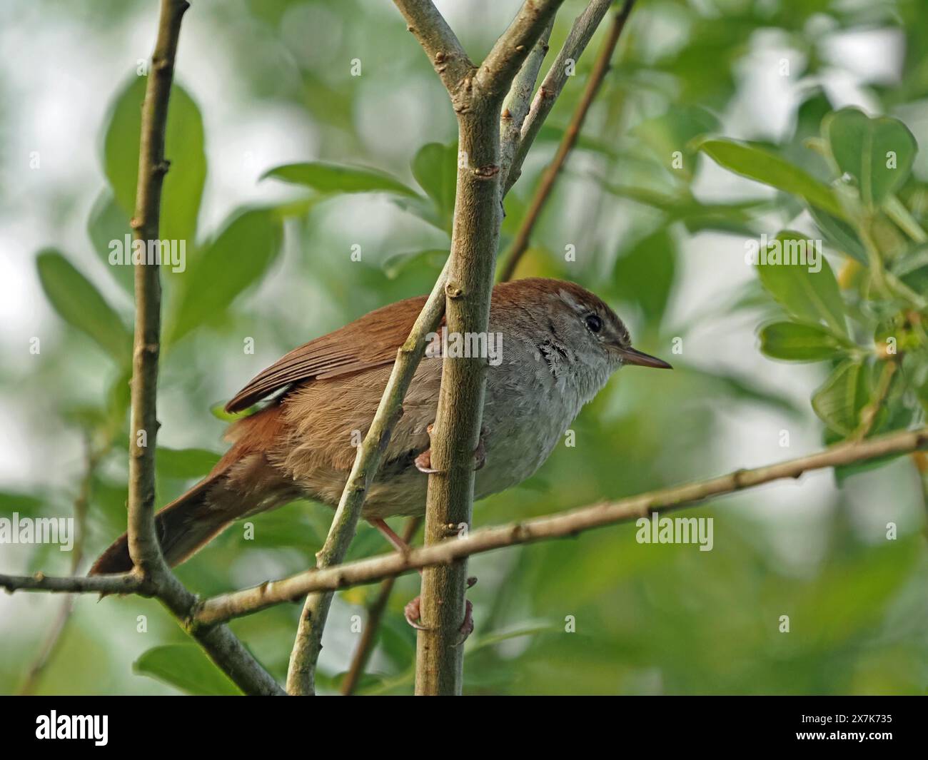 usually shy Cetti's Warbler (Cettia cetti) skulking in Goat Willow bush ...