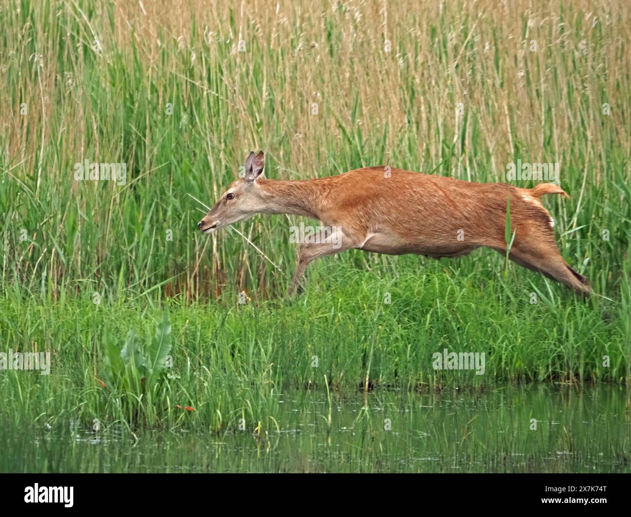Red deer hind leaping at full stretch over water in front of dense ...
