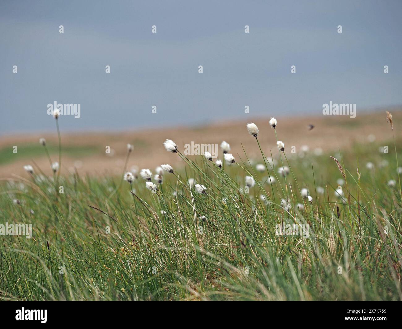 white fluffy seedheads of Common Cotton-grass (Eriophorum angustifolium ...