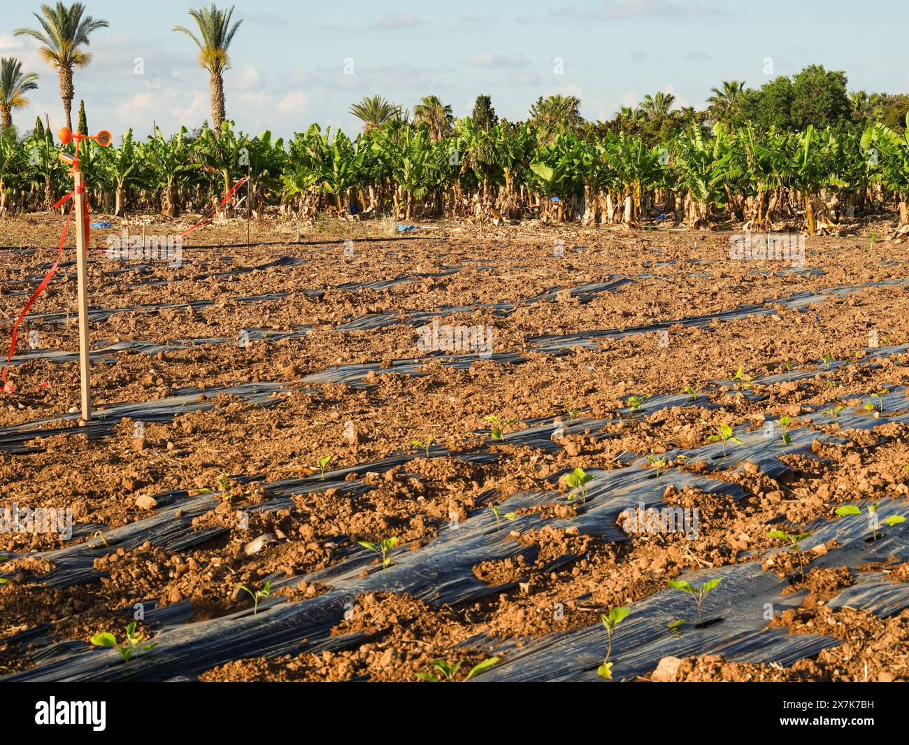 May 2024 - Newly planted field of crops in front of a banana plantation ...