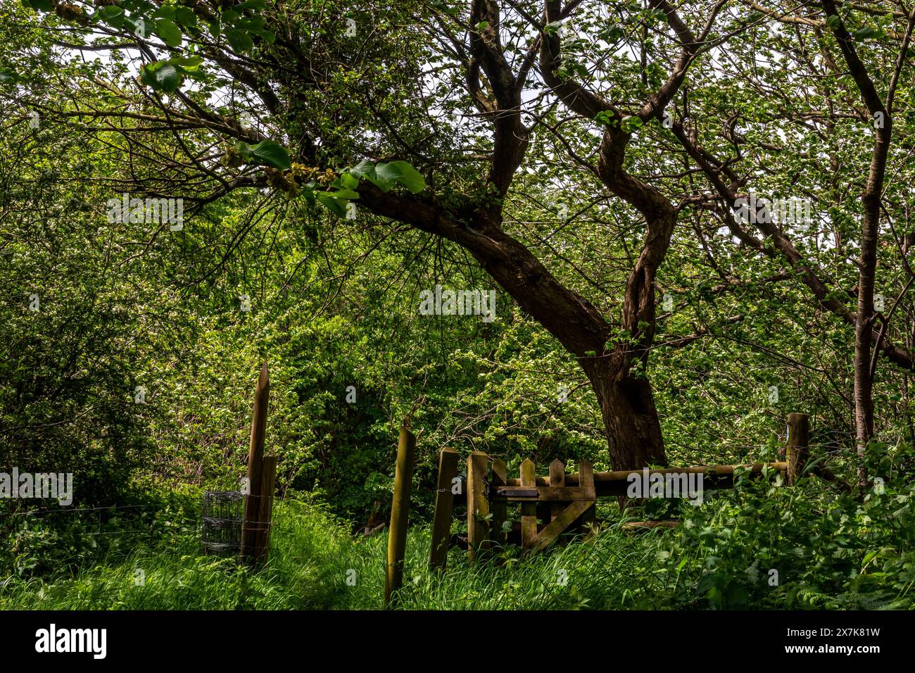 A tree arches over a path in a wooded area Stock Photo - Alamy