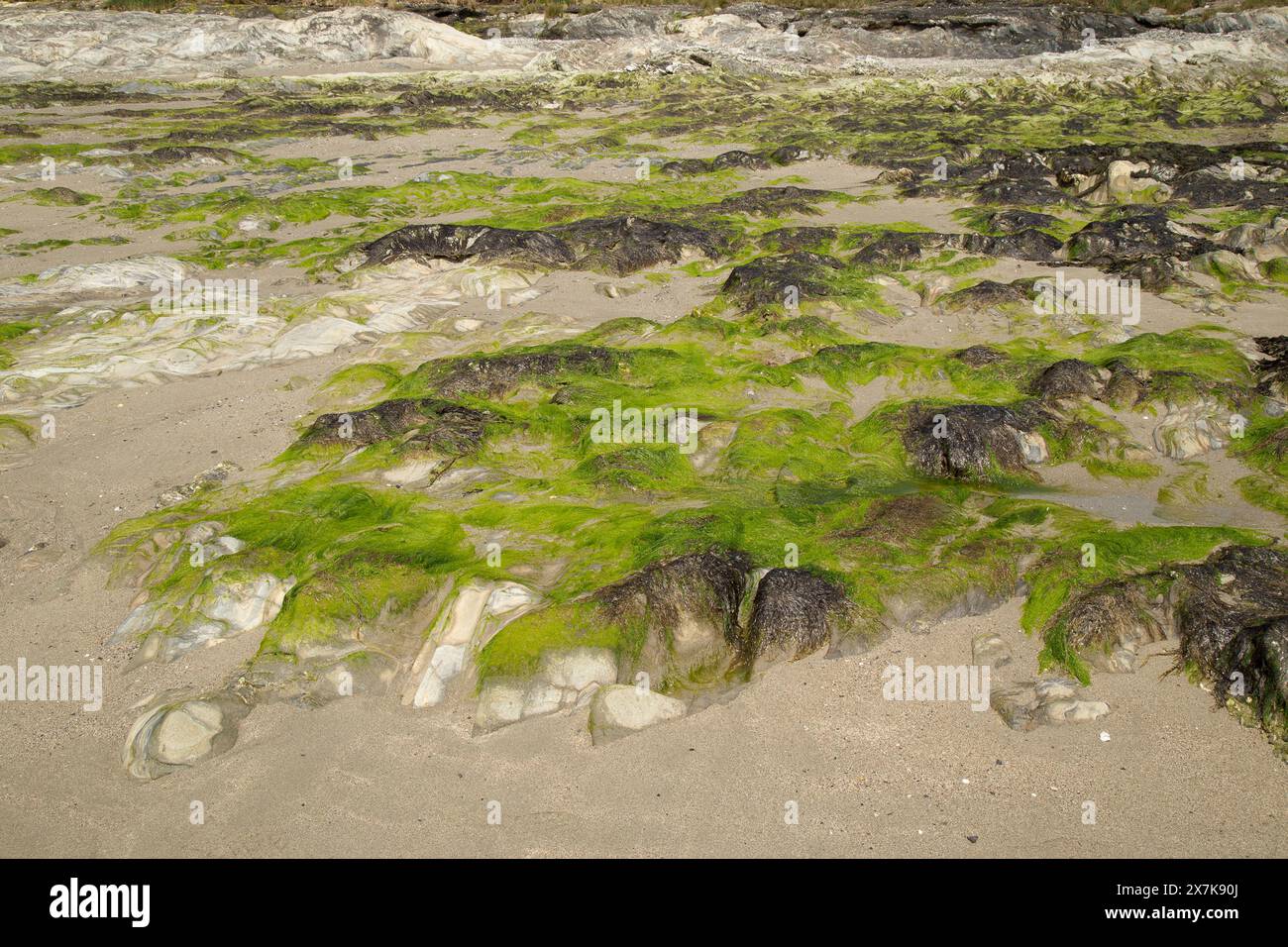 Pendower beach cornwall hi-res stock photography and images - Alamy