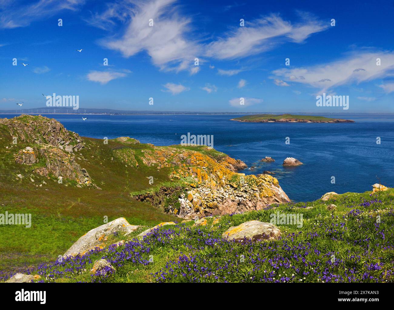 Gannets off Great Saltee, Saltee Islands, off Kilmore Quay in County ...